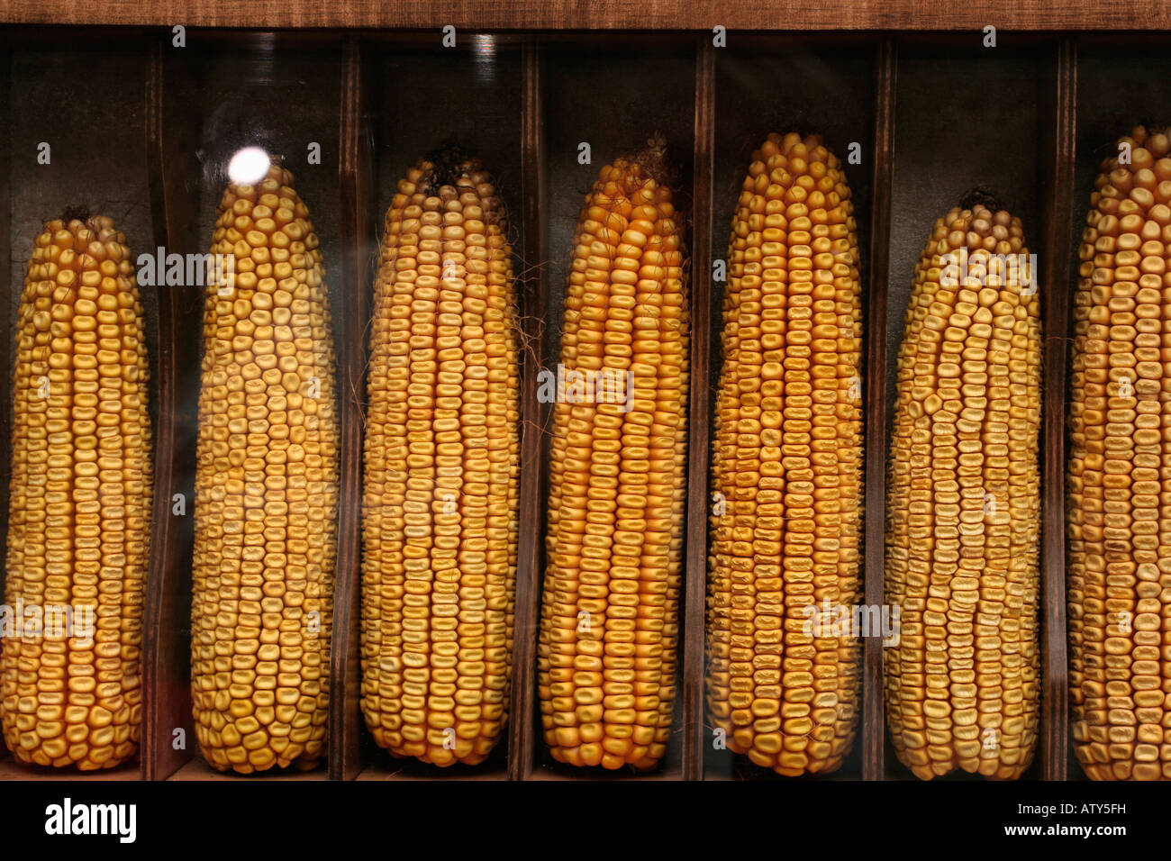 Hybrid seed corn sample case Stock Photo - Alamy