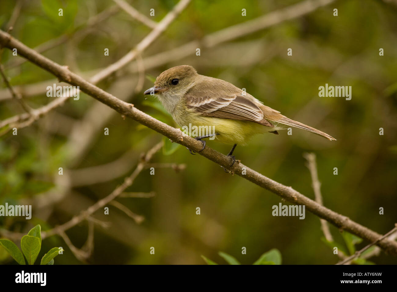 Galapagos Flycatcher, or Large billed Flycatcher, Myriarchus ...