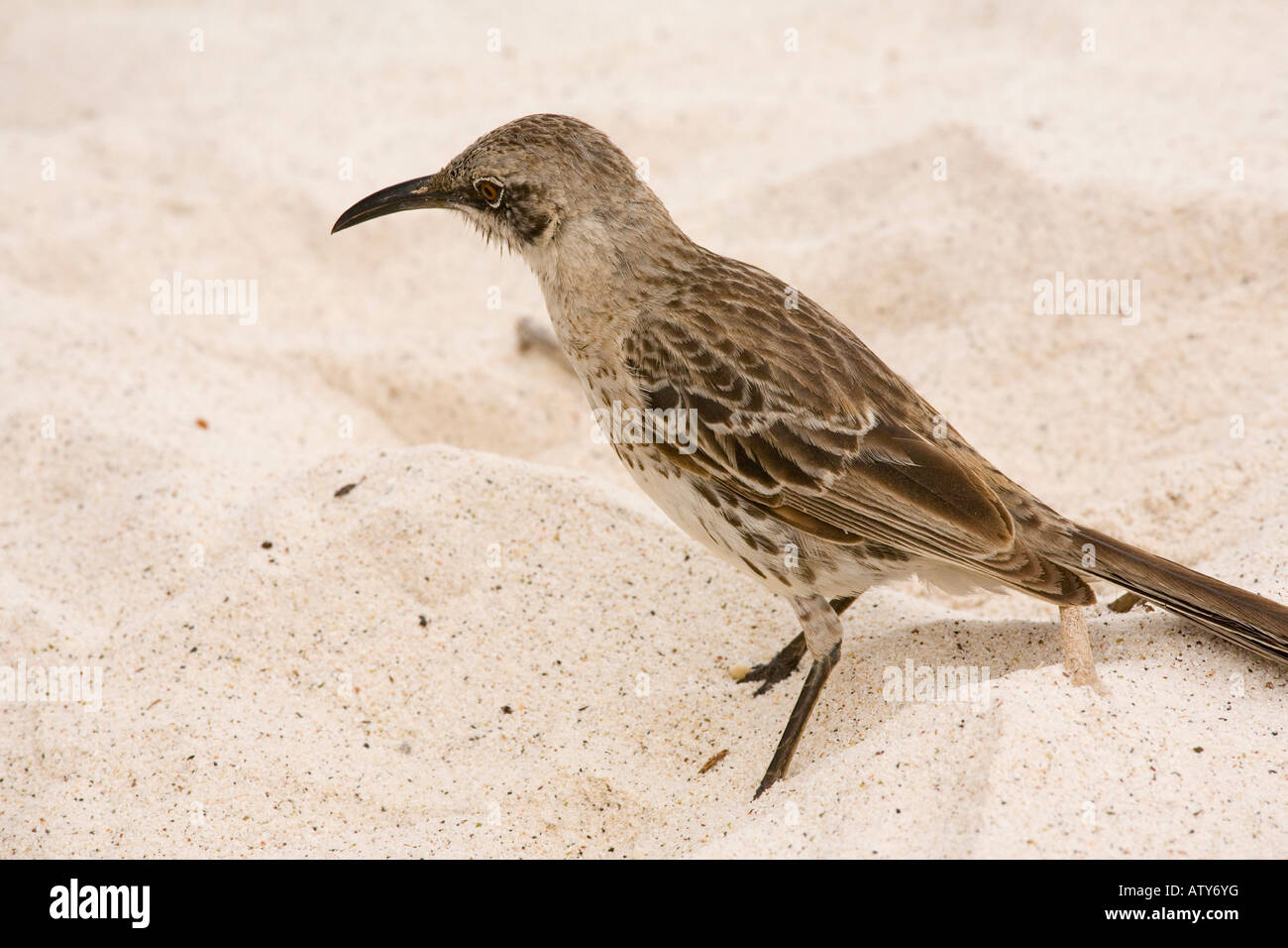 Hood Mockingbird Nesomimus macdonaldi on the beach Hood Island ...