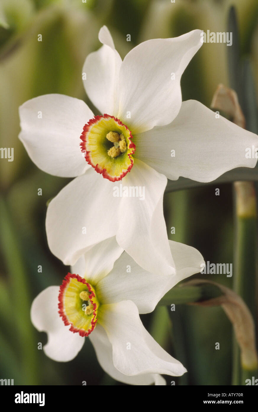 Narcissus poeticus var. recurvus AGM (Old pheasant's eye Daffodil ...