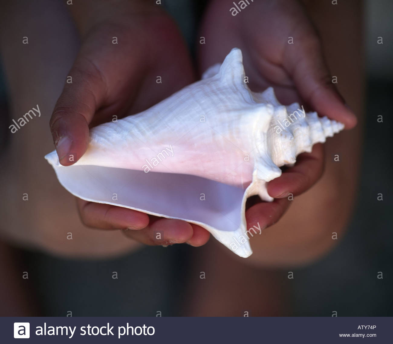Conch Shell Hands Stock Photos & Conch Shell Hands Stock Images - Alamy