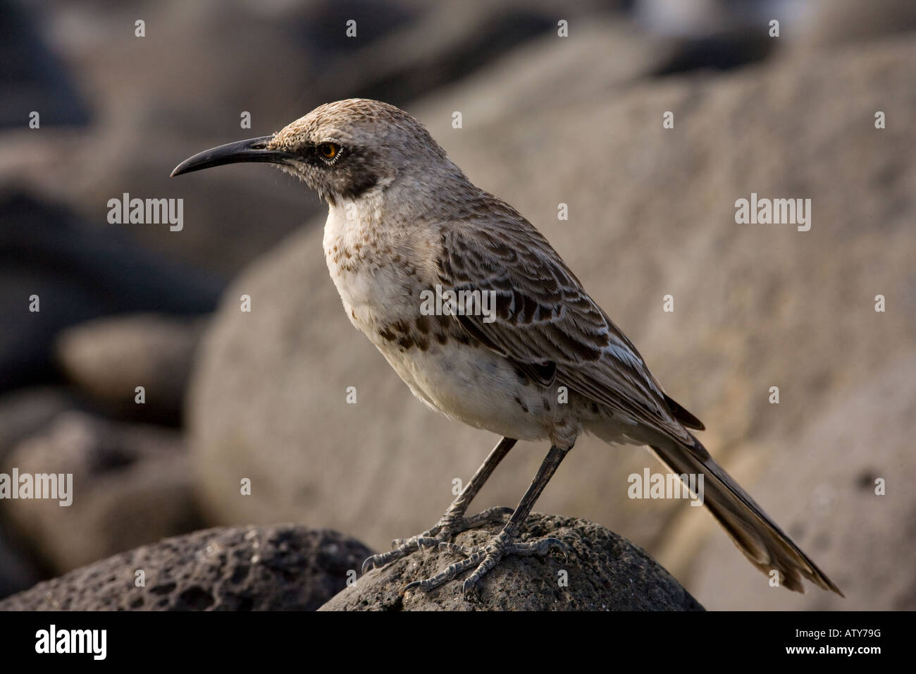 Hood Mockingbird Nesomimus macdonaldi on Hood Island Galapagos Stock ...