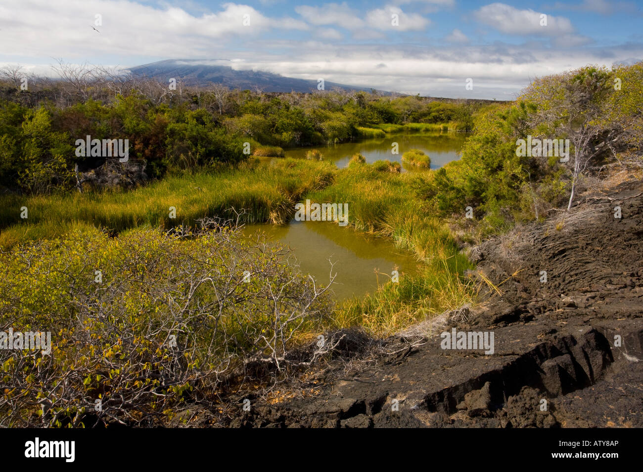 Brackish pools in lava flow at Punta Morena Isabela Galapagos Stock ...