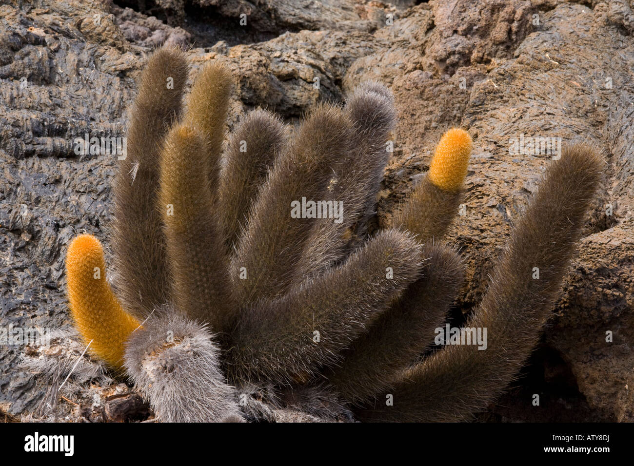 Lava cactus, Brachycereus nesioticus, on lava Floreana Galapagos Stock ...