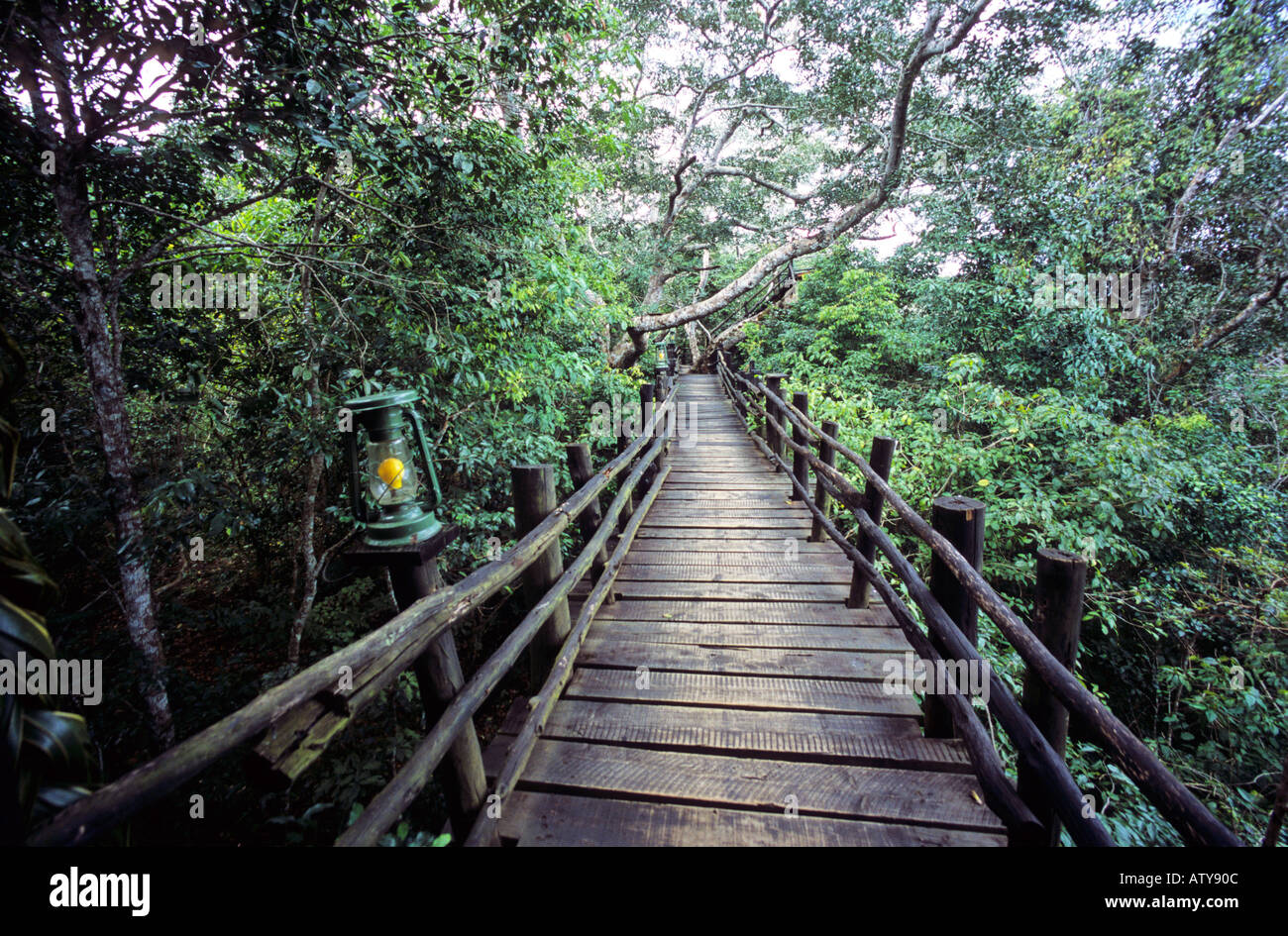 Elevated walkway through forest hi-res stock photography and images - Alamy