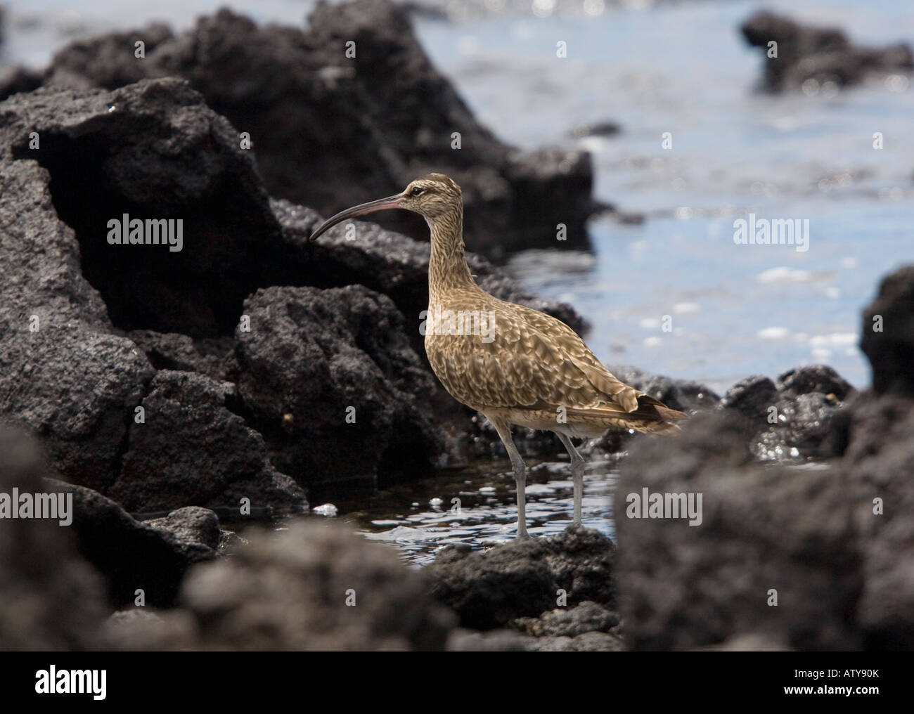 Numenius phaeopus hudsonicus hi-res stock photography and images - Alamy