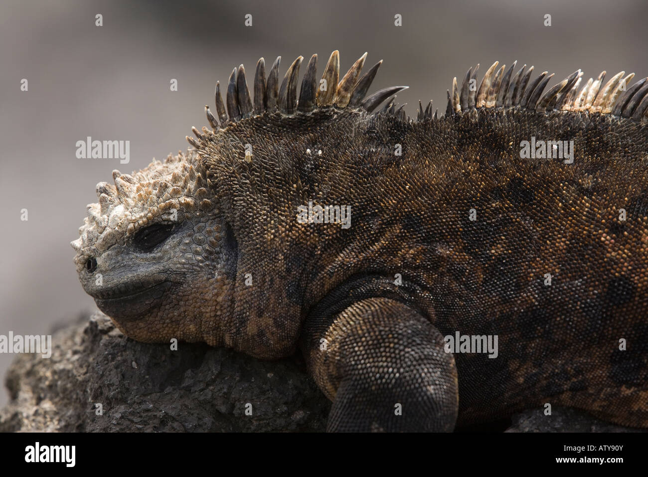 Marine Iguana Amblyrhynchus cristatus endemic and specialised reptile ...