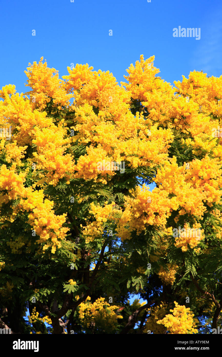 Mimosa or Acacia baileyana at Nice Stock Photo - Alamy
