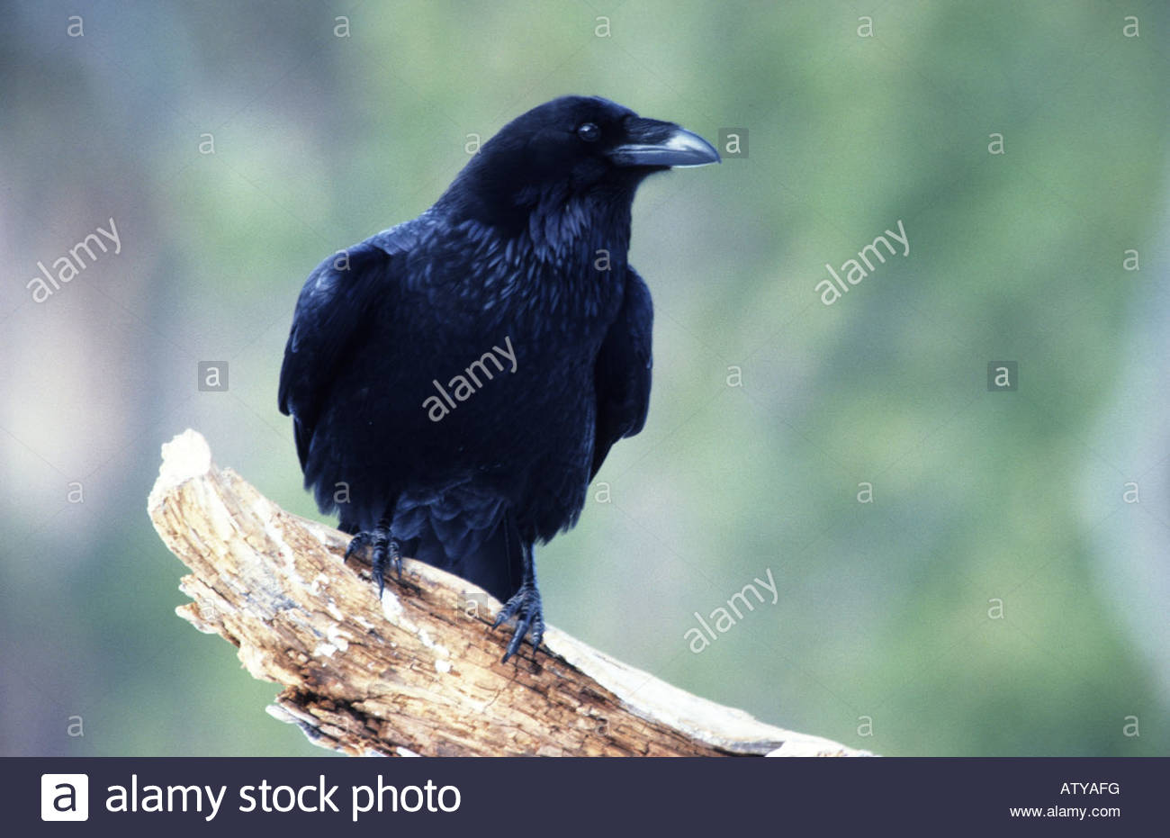 Front View Black Crow High Resolution Stock Photography and Images - Alamy