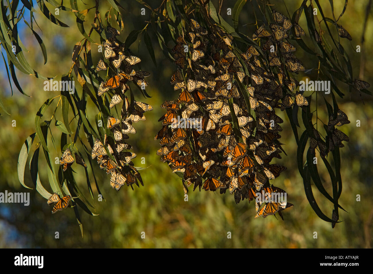 Mass of Monarch butterflies Danaus plexippus overwintering in trees south California Stock Photo ...