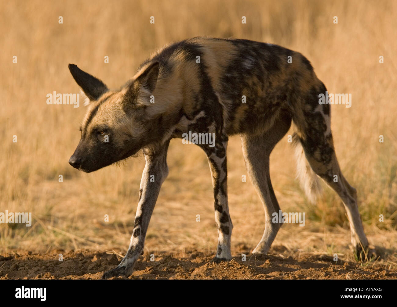 African Wild Dog, or Painted Hunting Dog, Lycaon pictus Stock Photo - Alamy