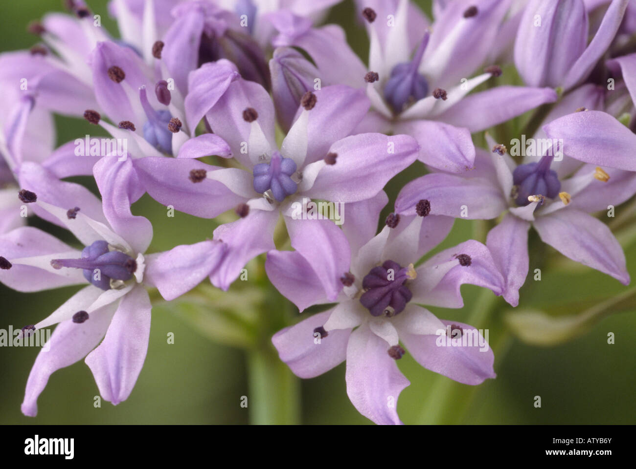 Scilla verna (Spring squill Stock Photo - Alamy