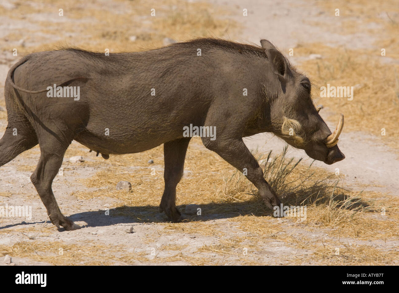 Pharochoreus africanus hi-res stock photography and images - Alamy
