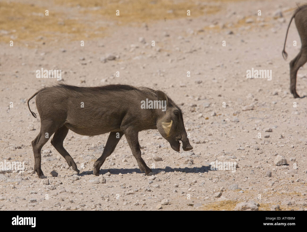 Pharochoreus africanus hi-res stock photography and images - Alamy