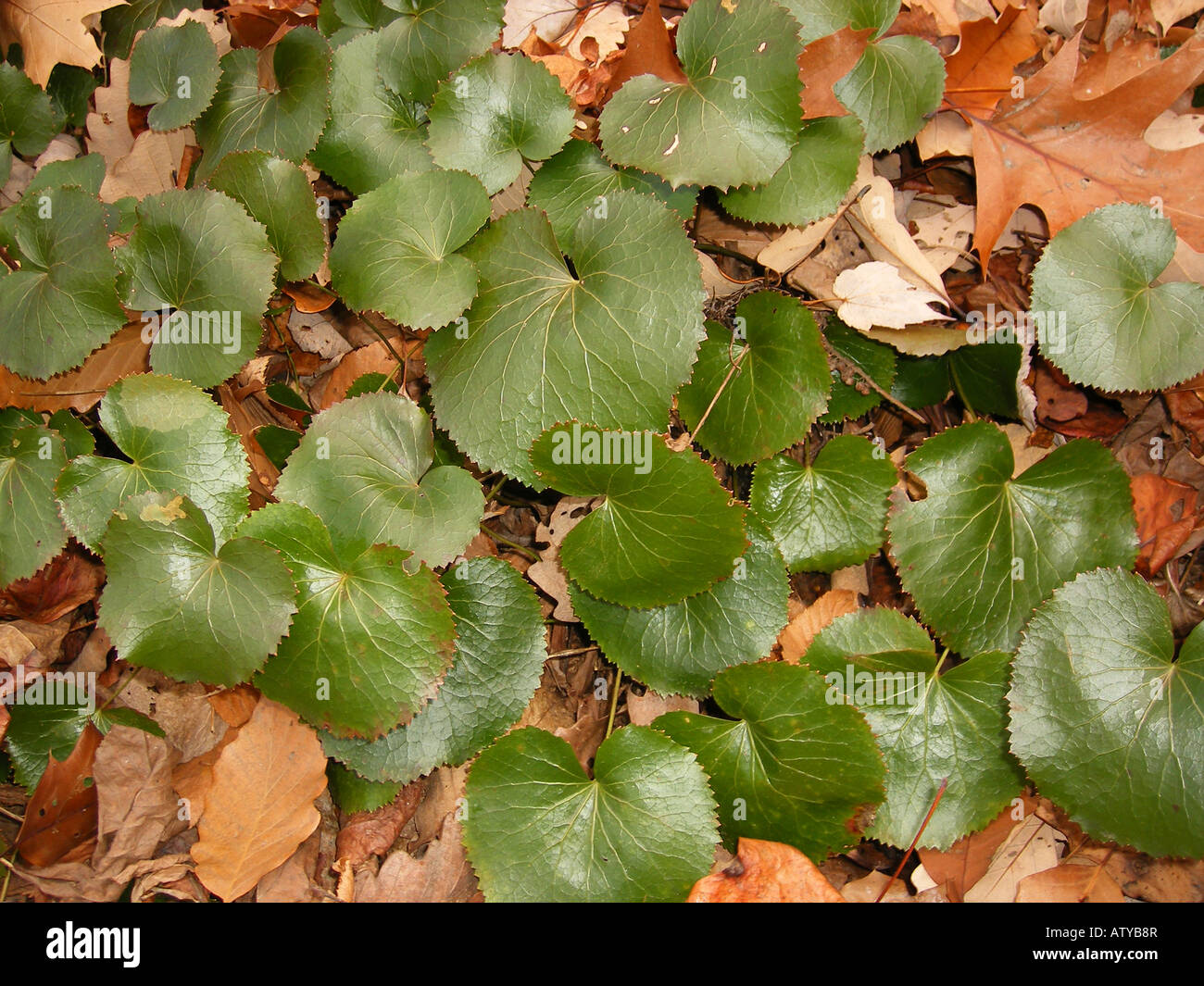 Wandflower hi-res stock photography and images - Alamy