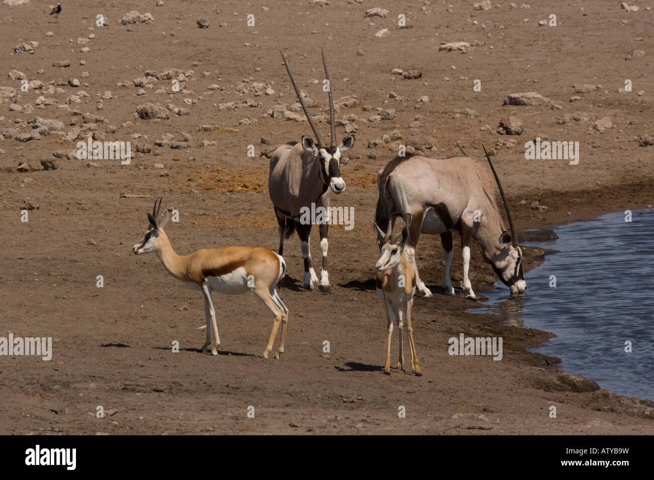 Gemsbok and springbok at water hole hi-res stock photography and images ...