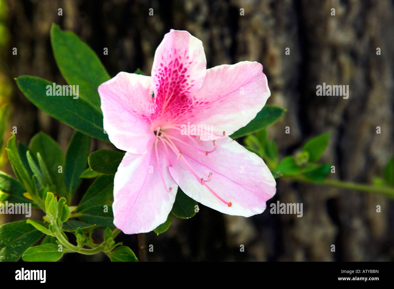 A pink azalea flower closeup in rural Georgia USA Stock Photo - Alamy