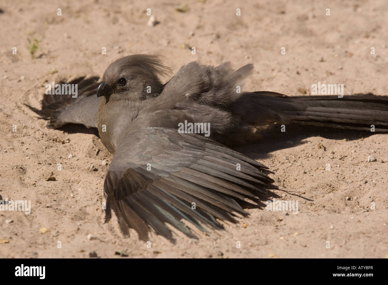 Lourie bird hi-res stock photography and images - Alamy