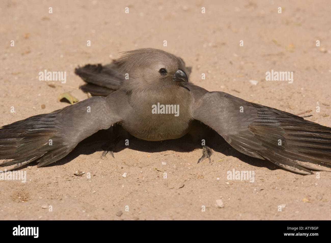 Lourie bird hi-res stock photography and images - Alamy