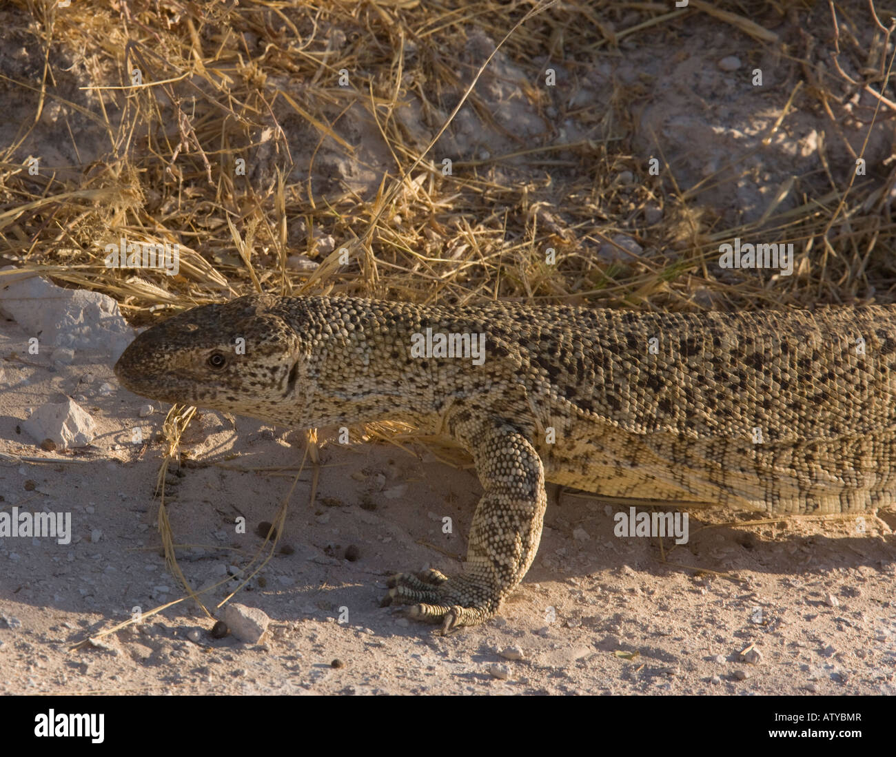 Rock monitor lizard Varanus albigularis Etosha Namibia Stock Photo - Alamy