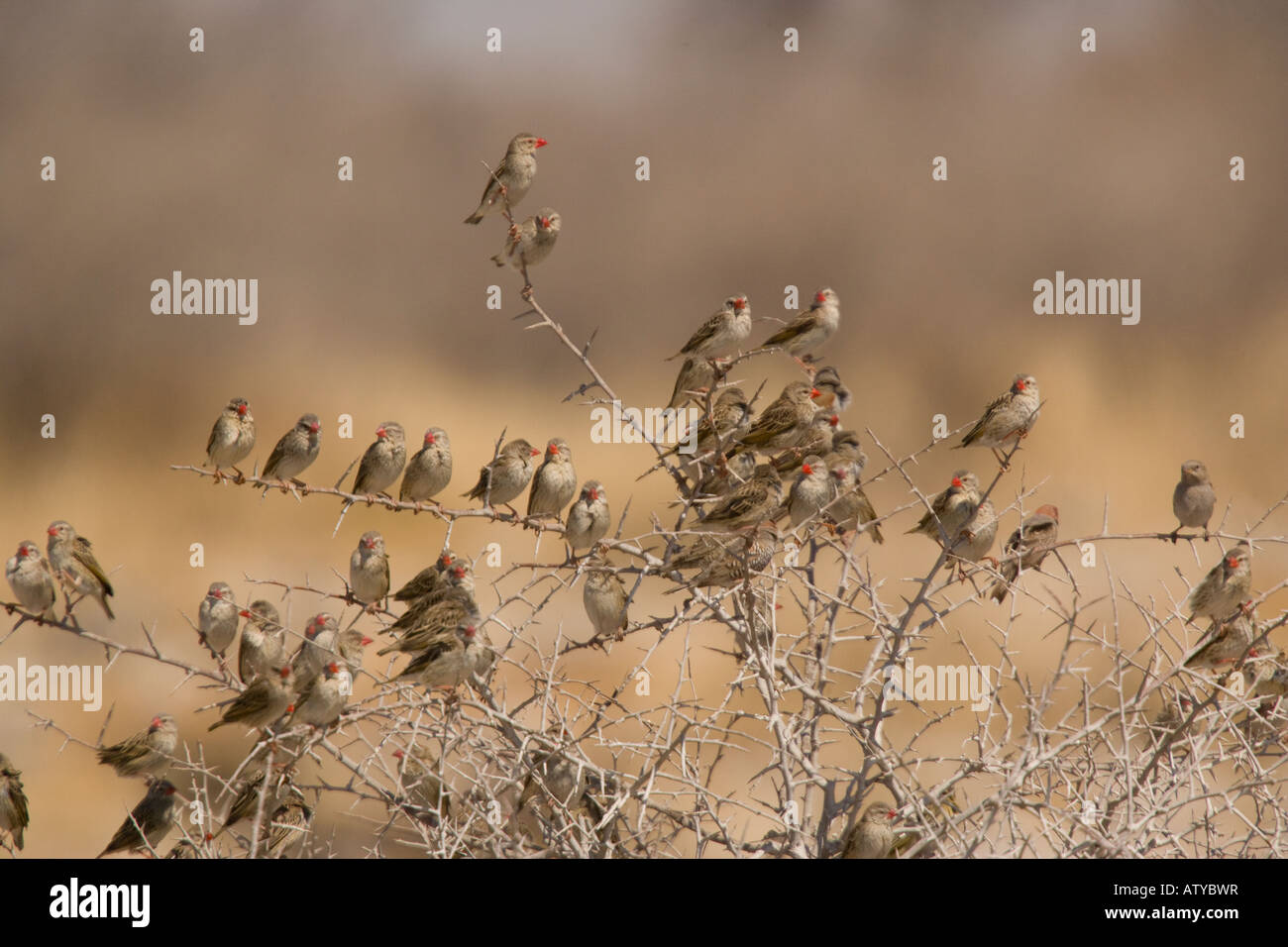 Red billed Quelea, Quelea quelea, flock settled in bush Namibia Most ...