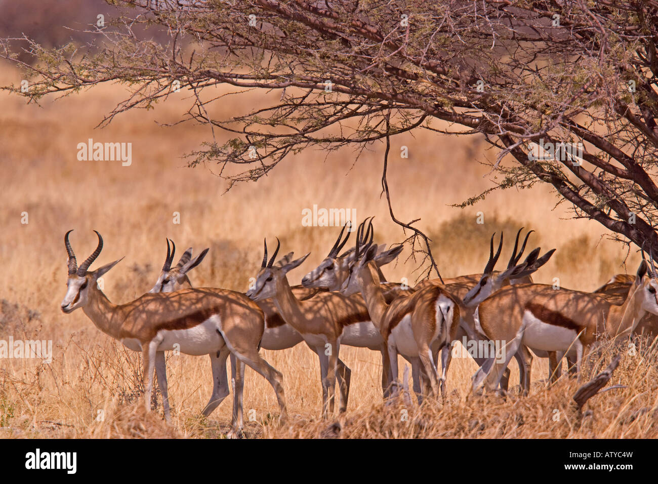 Group under tree hi-res stock photography and images - Alamy