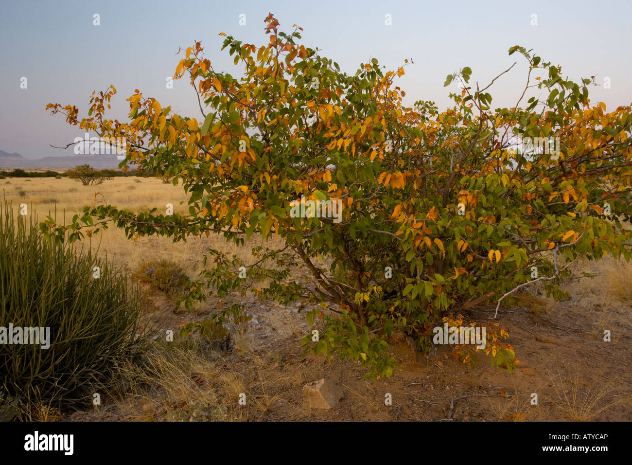 Mopani worm hi-res stock photography and images - Alamy