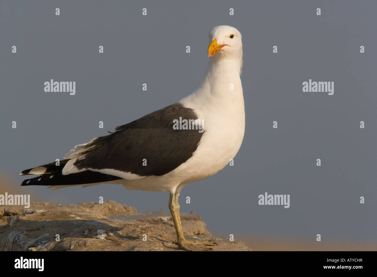 Cape Gulls a form of Kelp Gull, Larus dominicanus vetula Stock Photo ...