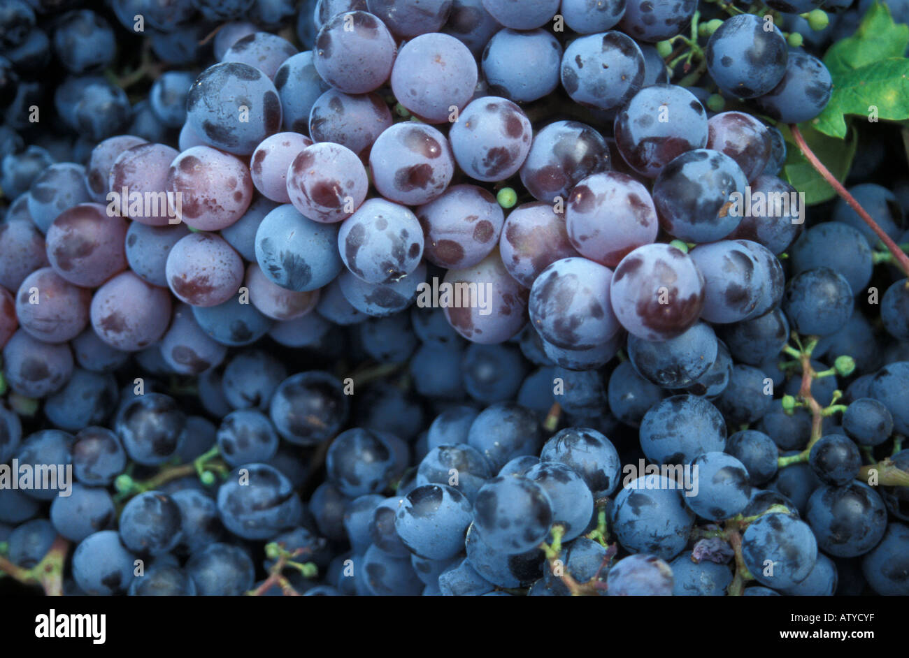 Freisa and grape hi-res stock photography and images - Alamy