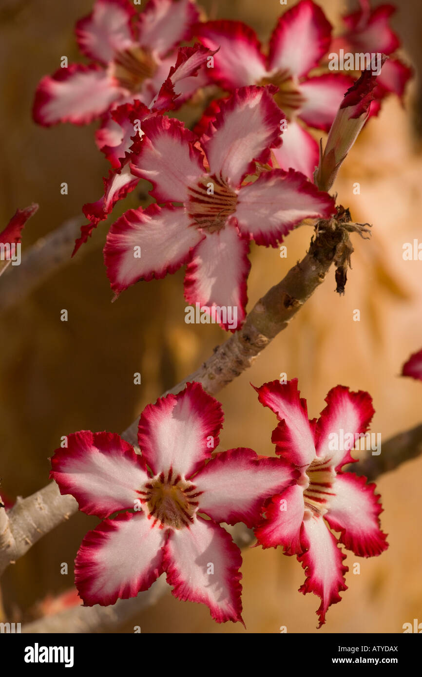 Impala lily, Adenium multiflorum, in flower, close-up, Rare and ...
