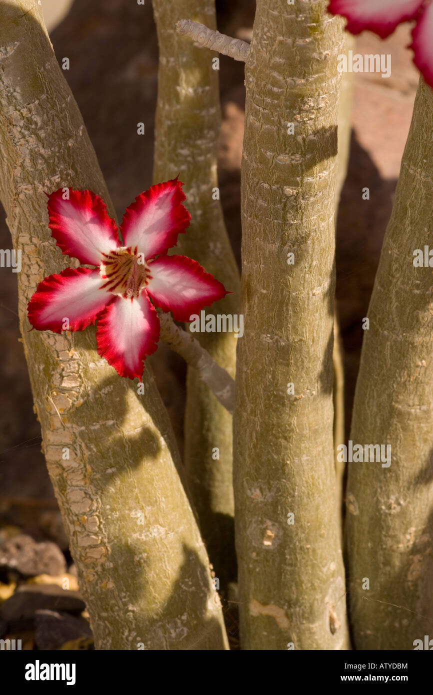 Impala lily, Adenium multiflorum, in flower, close-up, Rare and ...