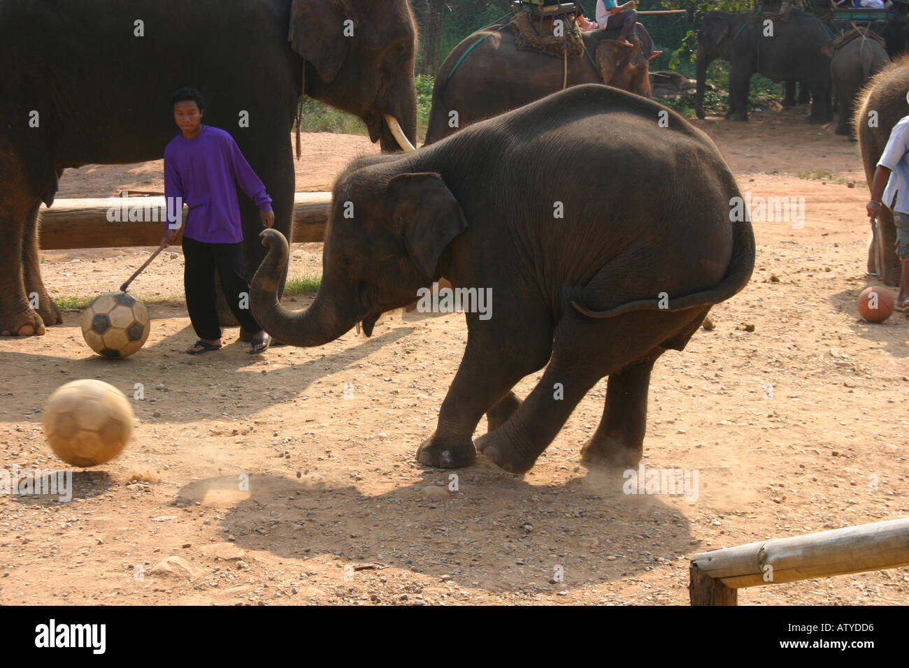 Elephant playing football hi-res stock photography and images - Alamy