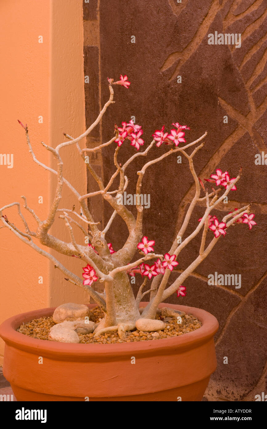 Potted Impala lily (Adenium multiflorum) in flower, close-up, Rare and ...