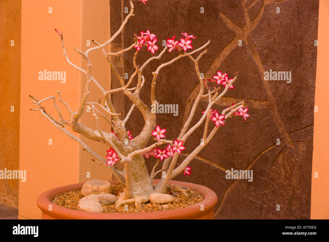 Impala lily Adenium (Pachypodium) multiflorum, rare and threatened ...