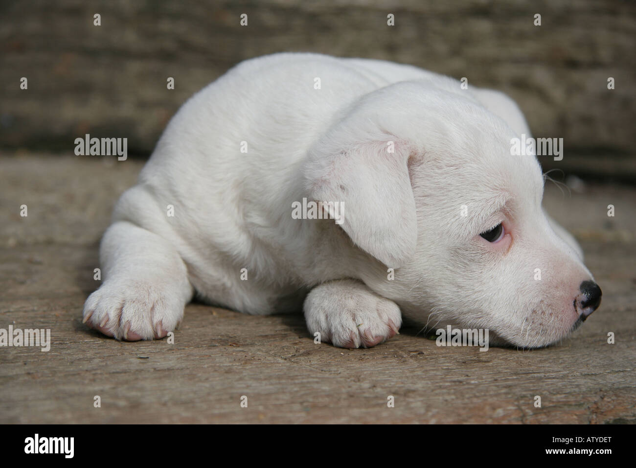 Lonely white Jack Russell terrier puppy Stock Photo - Alamy