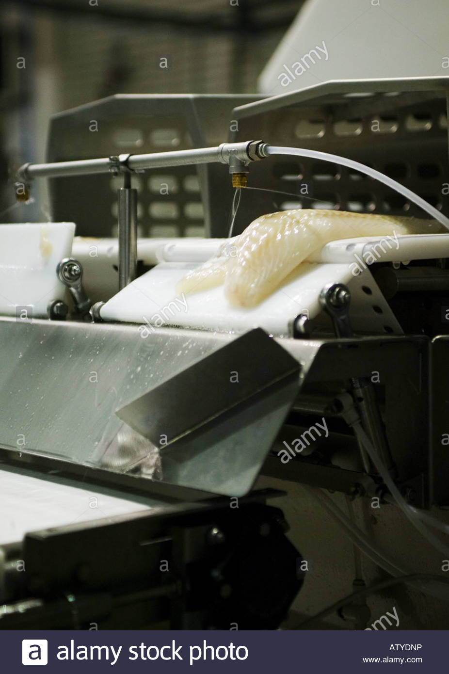Fish Processing Plant High Resolution Stock Photography and Images - Alamy