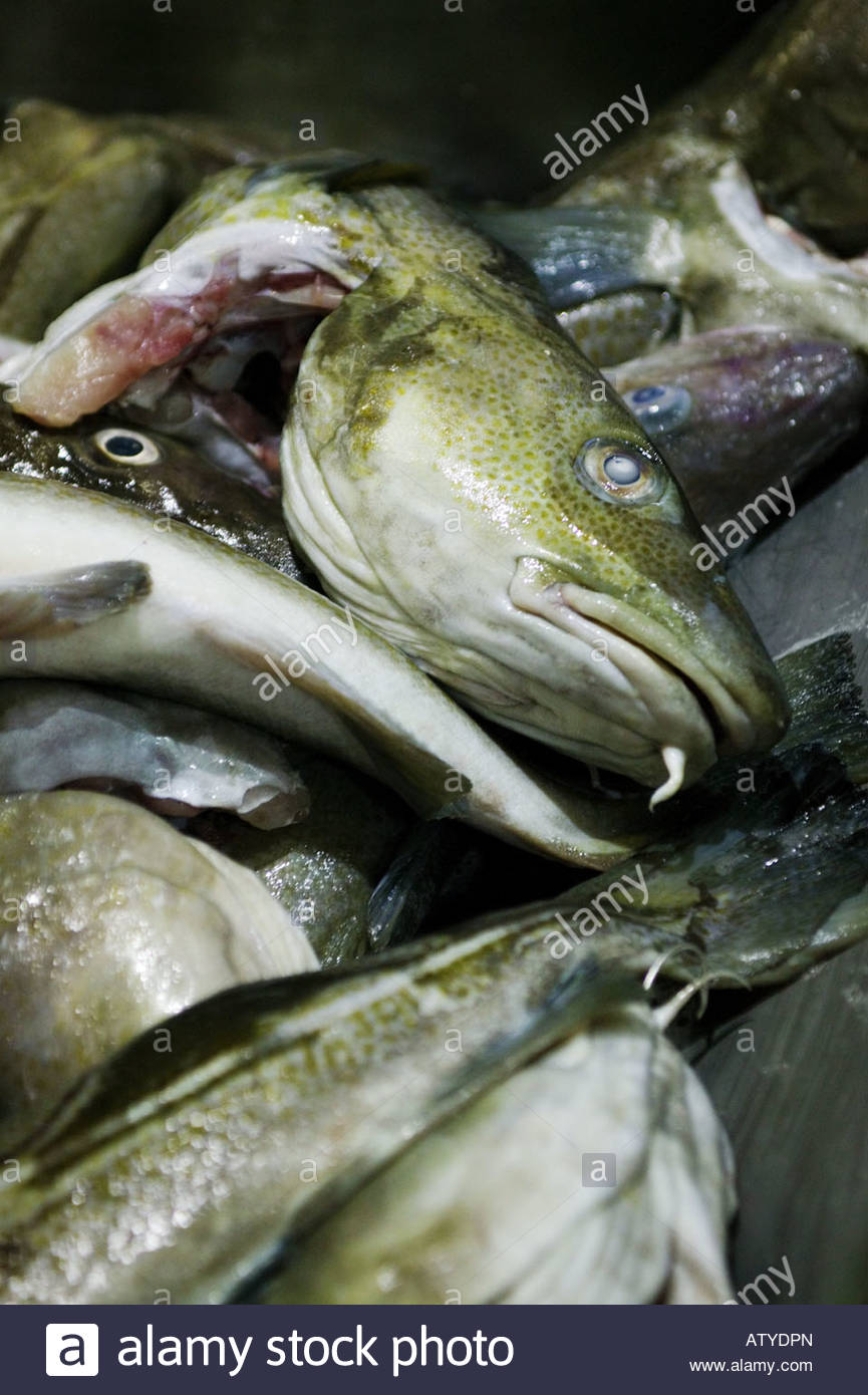 Fish Processing Plant High Resolution Stock Photography and Images - Alamy
