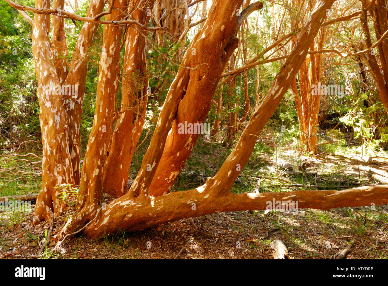 Parque Nacional Los Arrayanes High Resolution Stock Photography and ...