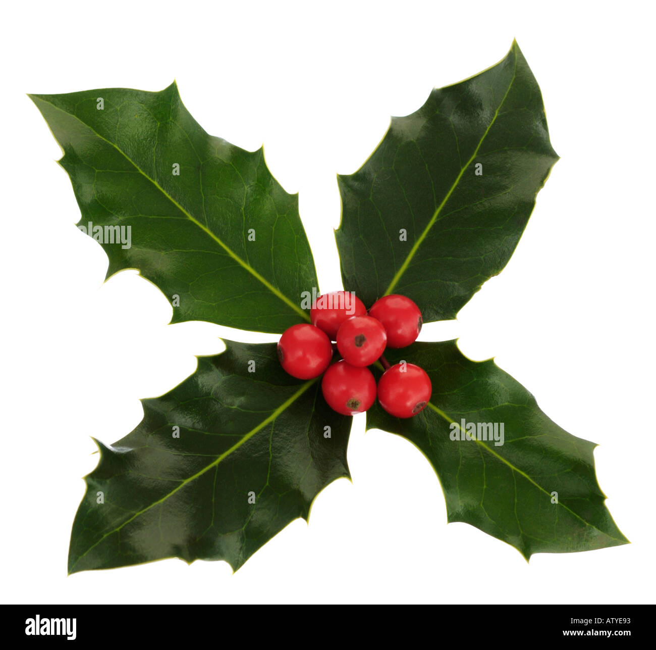 Clipped holly Cut Out Stock Images & Pictures - Alamy