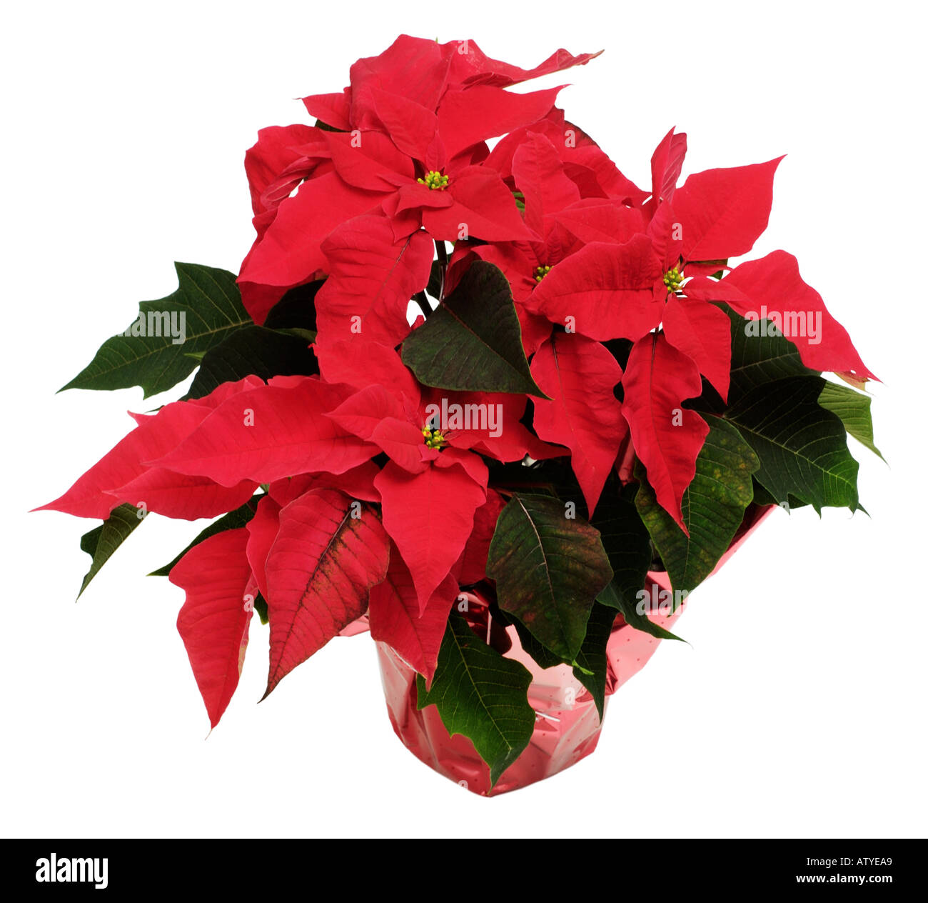 Solid green flower icon Cut Out Stock Images & Pictures - Alamy