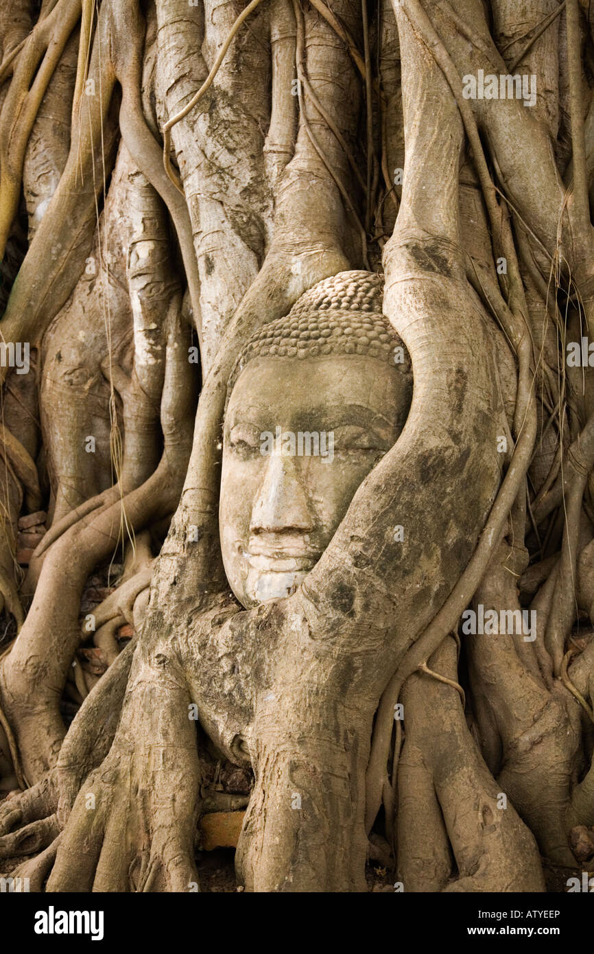 Buddha Head in tree roots at Wat Mahathat in Ayutthaya Historical Park ...
