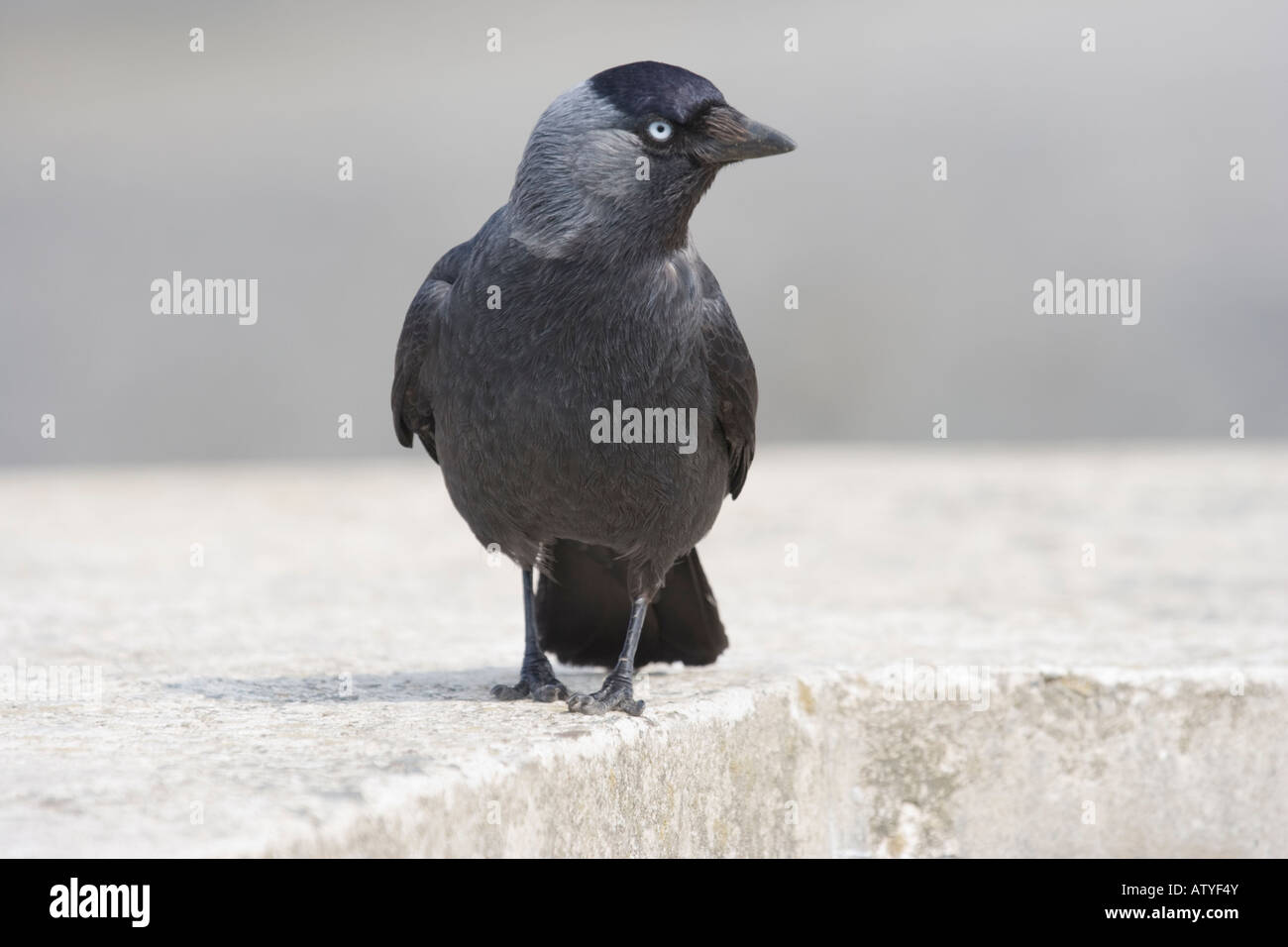 Cadigan Stock Photos & Cadigan Stock Images - Alamy