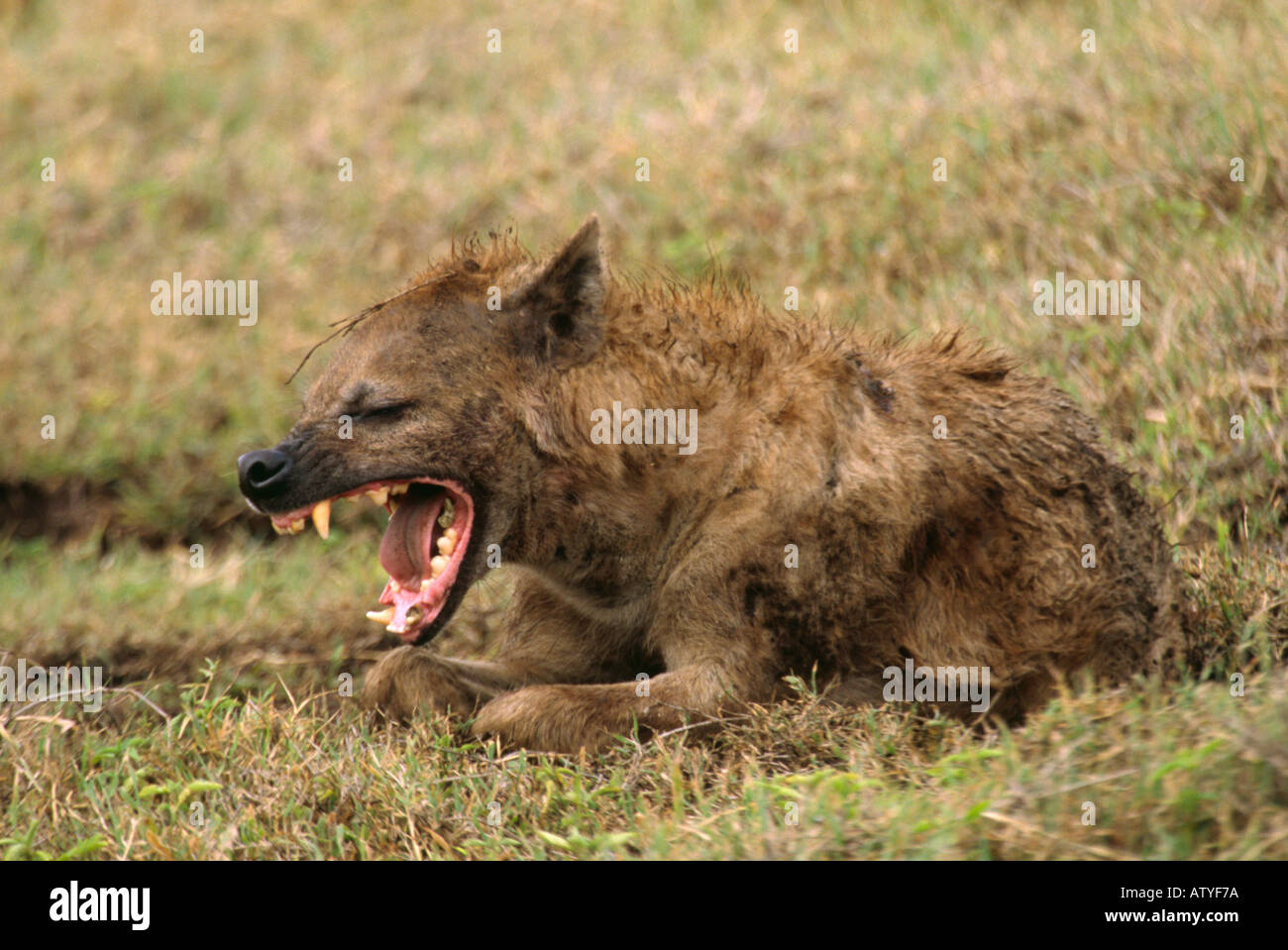 Hyena yawning hi-res stock photography and images - Alamy