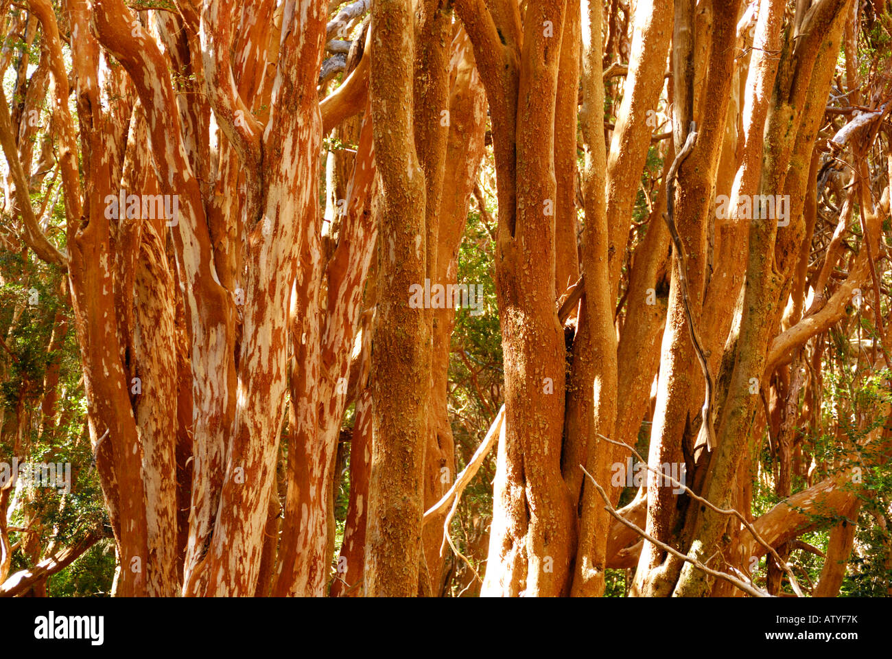 Arrayan tree hi-res stock photography and images - Alamy