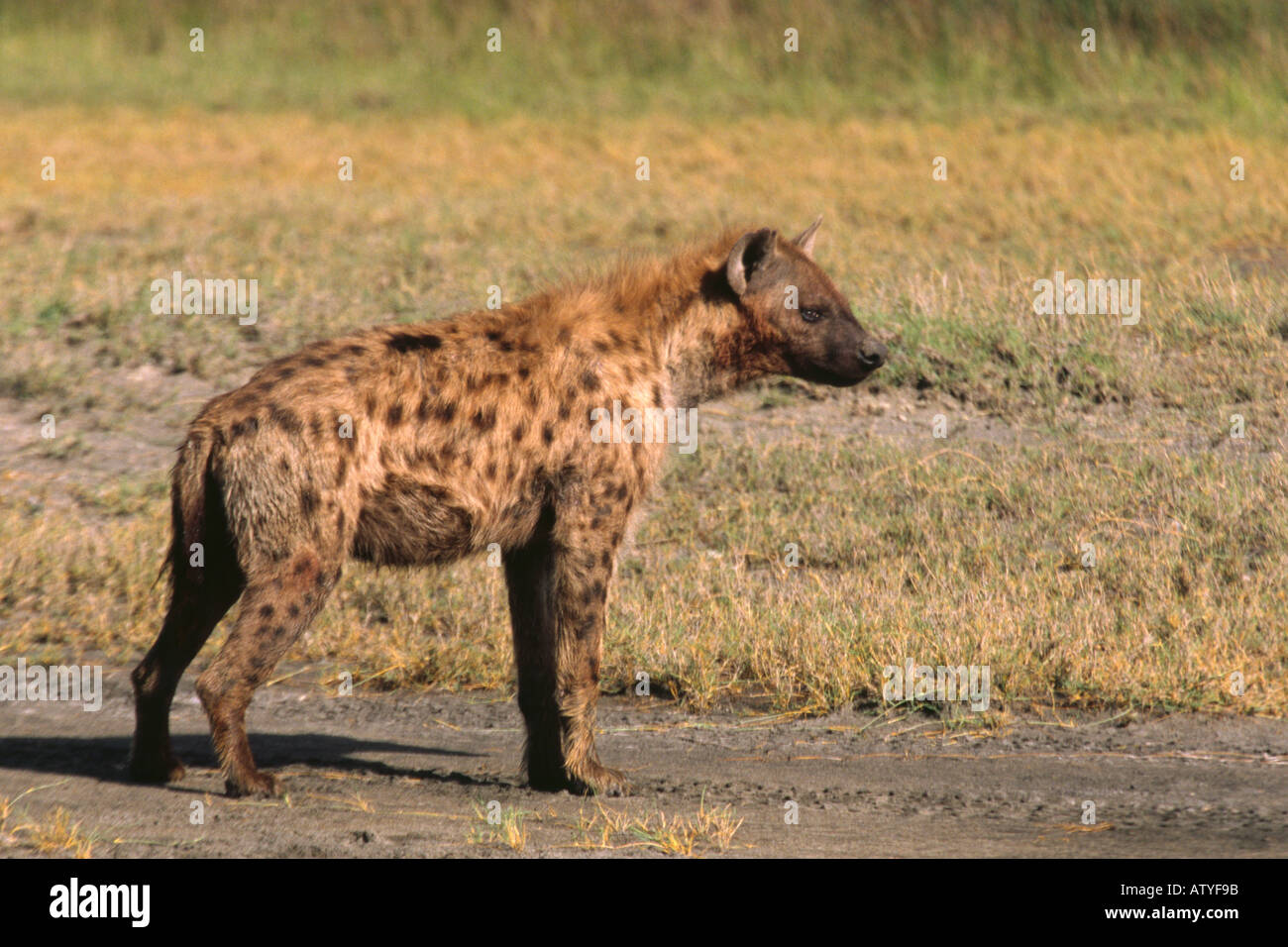 Spotted hyena in classic pose Stock Photo - Alamy