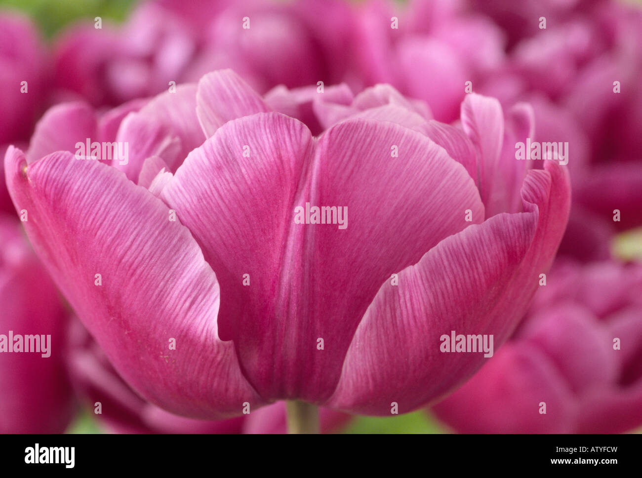 Tulipa 'Blue Diamond' (Tulip) Division 11 Double Late Group Stock Photo ...