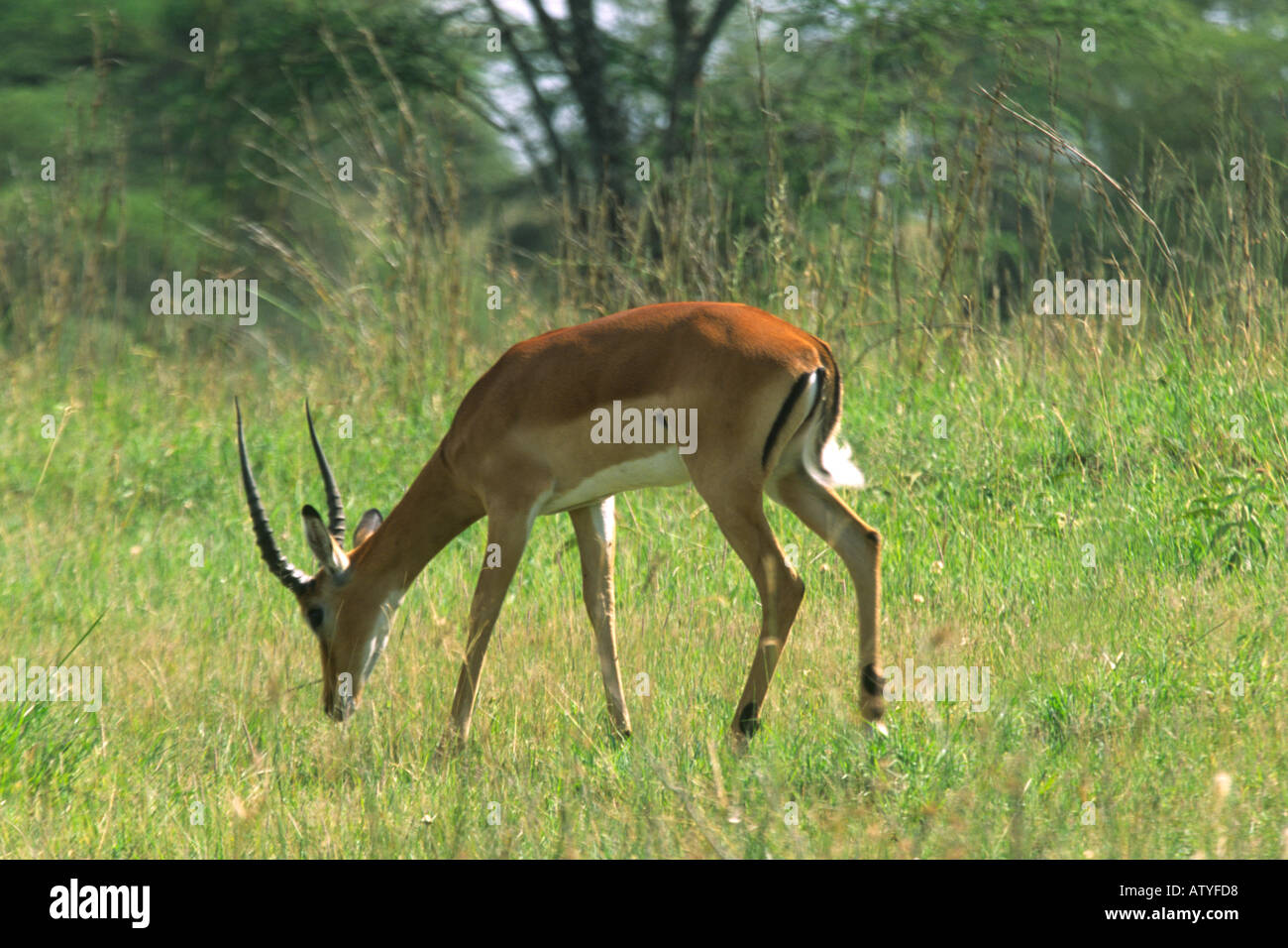 Impala male grazing alone on grass among woodland Stock Photo - Alamy