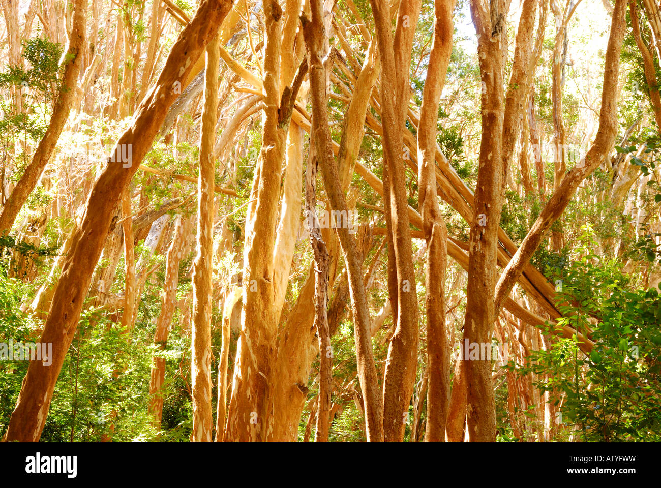 Parque nacional los arrayanes hi-res stock photography and images - Alamy