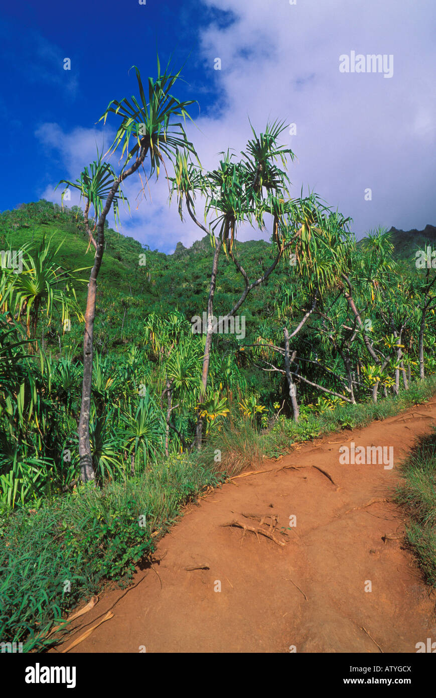 Hala tree hawaii hi-res stock photography and images - Alamy