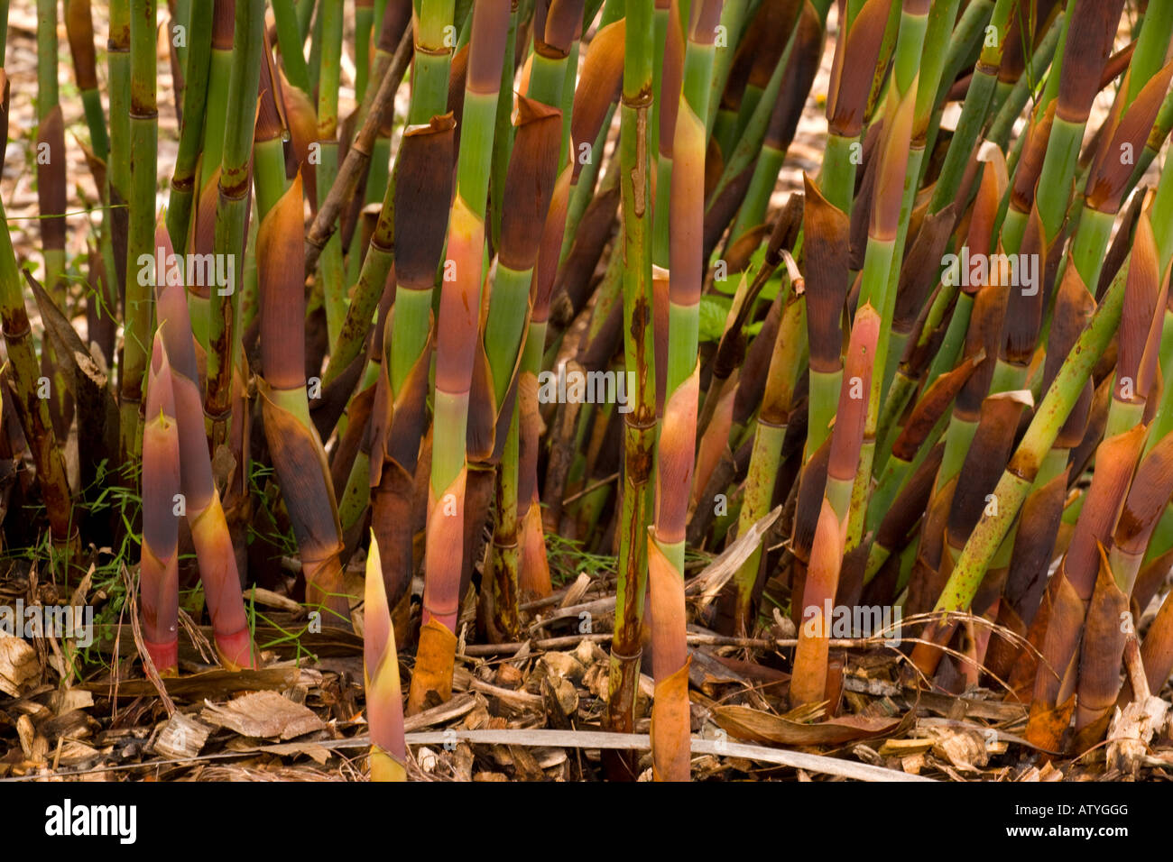 A member of the Restionaceae family A Cape floral Kingdom endemic ...